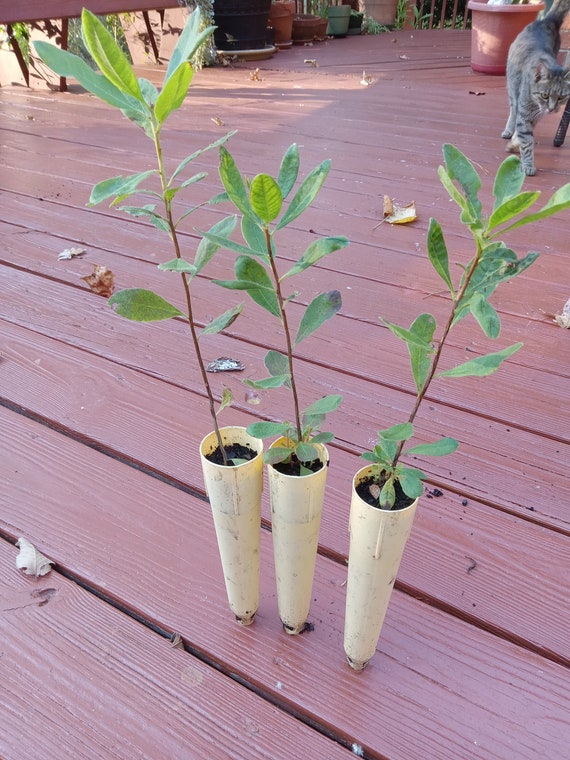 Coastal Azalea Dwarf Azalea rhododendron Atlanticum 3-pack - Etsy