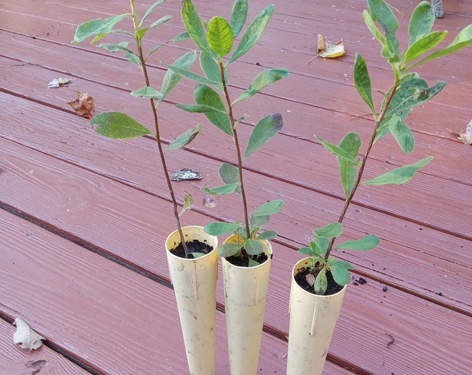 Coastal Azalea, Dwarf Azalea rhododendron Atlanticum 3-pack of ...