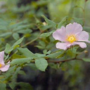 Swamp Rose (rosa Palustris) - Etsy