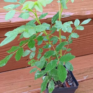Swamp Rose (rosa Palustris) - Etsy