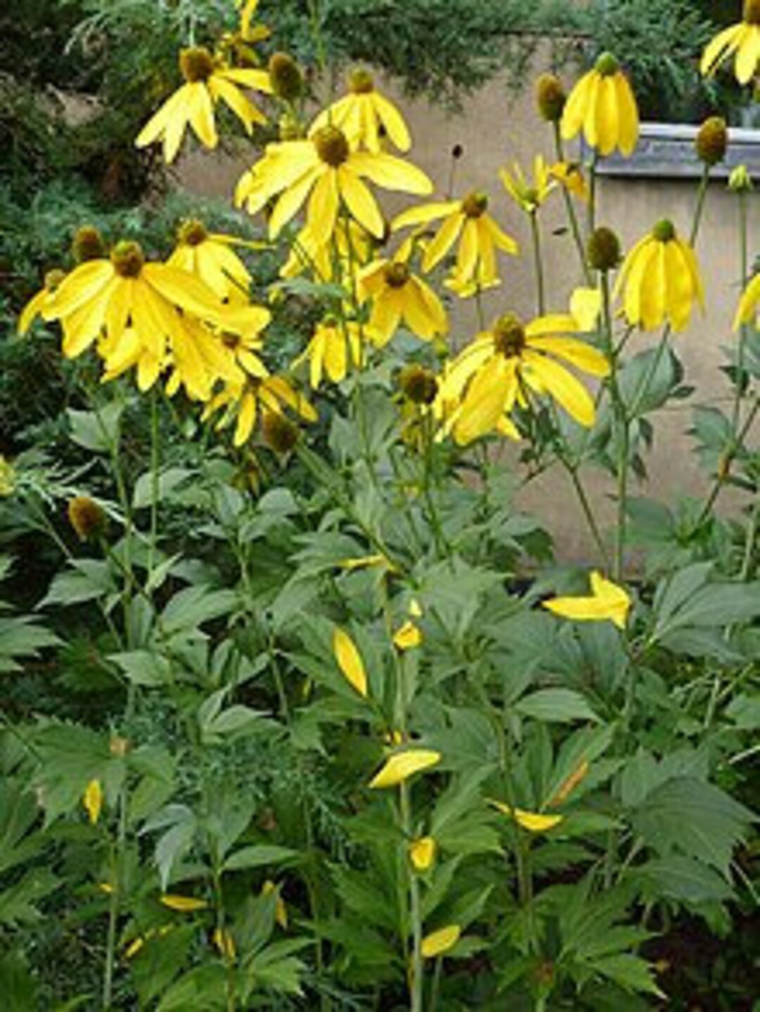 Cutleaf Coneflower (rudbeckia Laciniata) - Etsy