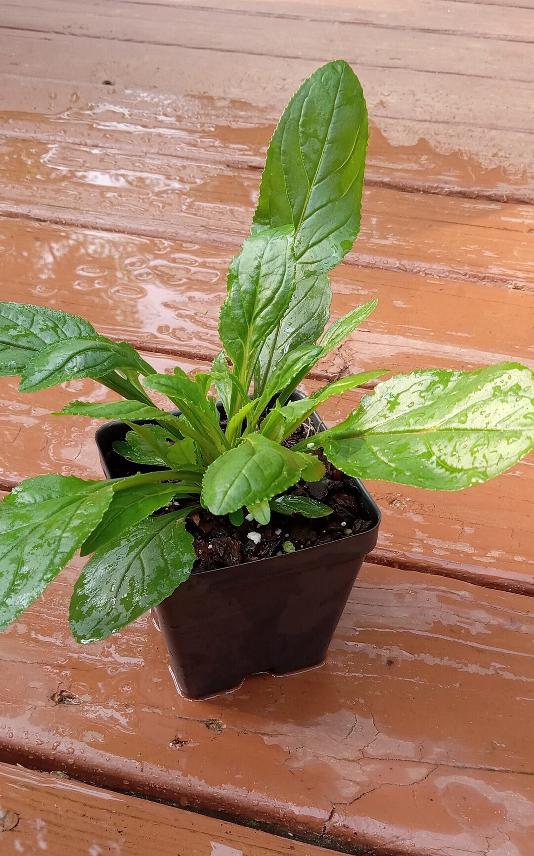 Small's Beardtongue penstemon Smallii - Etsy