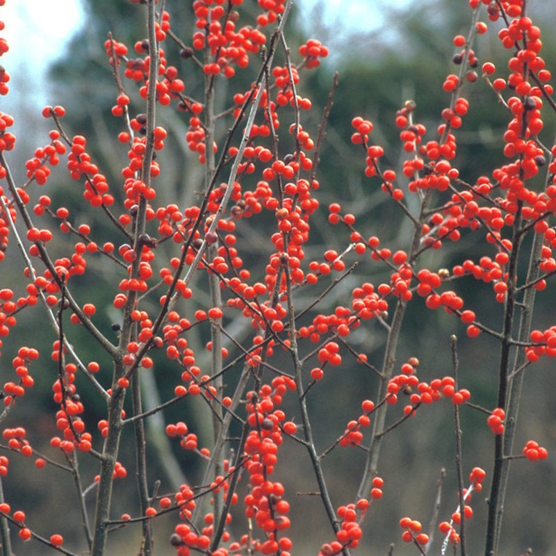 Ilex Winter Red - Etsy
