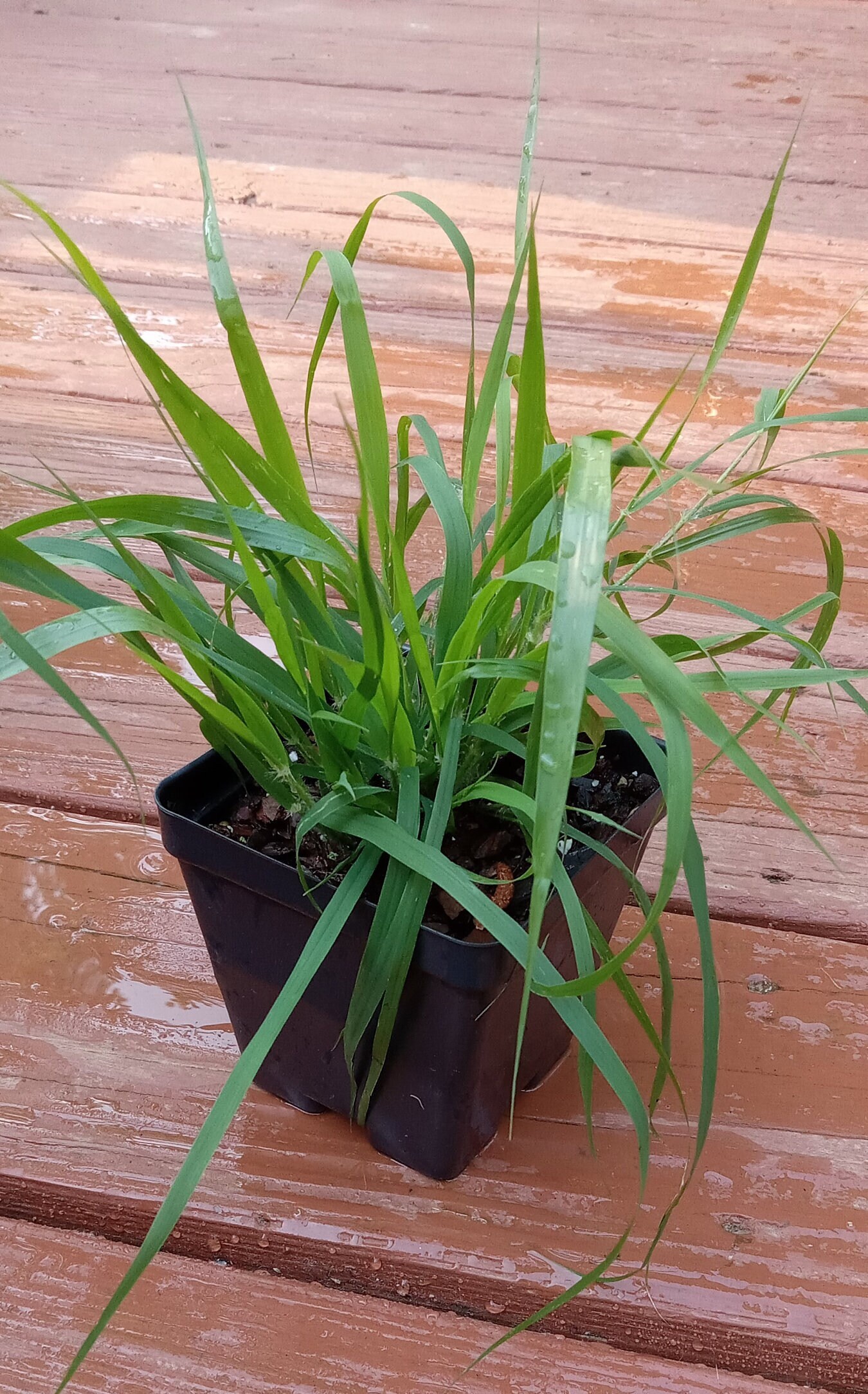 Purple Lovegrass eragrostis Spectabilis - Etsy