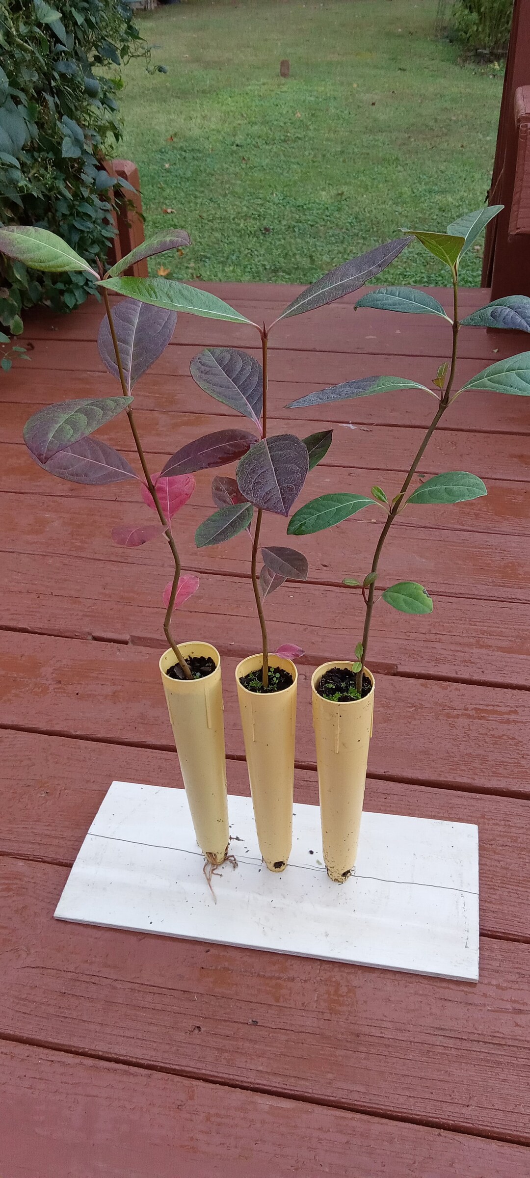 Smooth Witherod, Possumhaw Viburnum viburnum Nudum 3-pack tubelings - Etsy