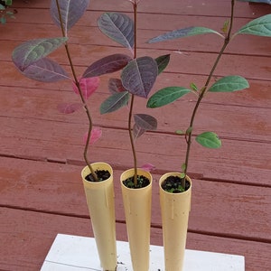 Smooth Witherod, Possumhaw Viburnum viburnum Nudum 3-pack tubelings - Etsy