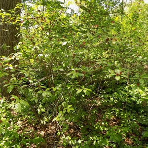 Carolina Allspice, Sweetshrub (calycanthus Floridus) - Etsy