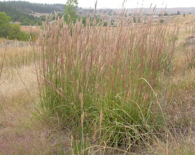 Big Bluestem (andropogon Gerardii) - Etsy