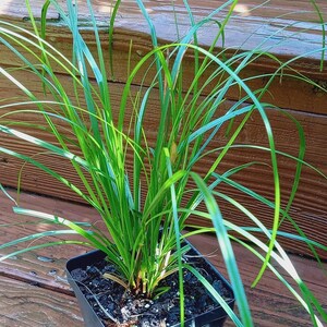 Cherokee Sedge (carex Cherokeensis) - Etsy