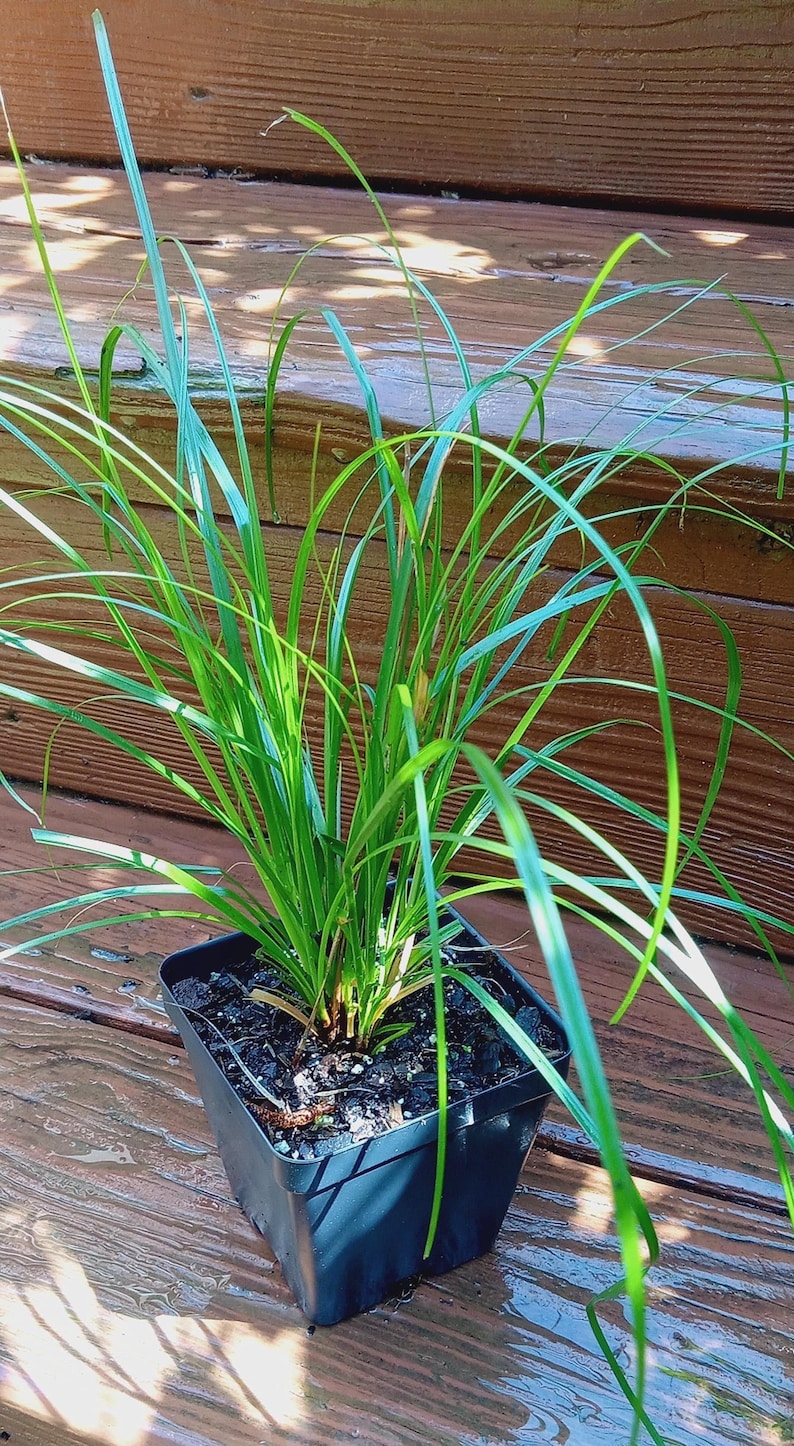 Cherokee Sedge (carex Cherokeensis) - Etsy