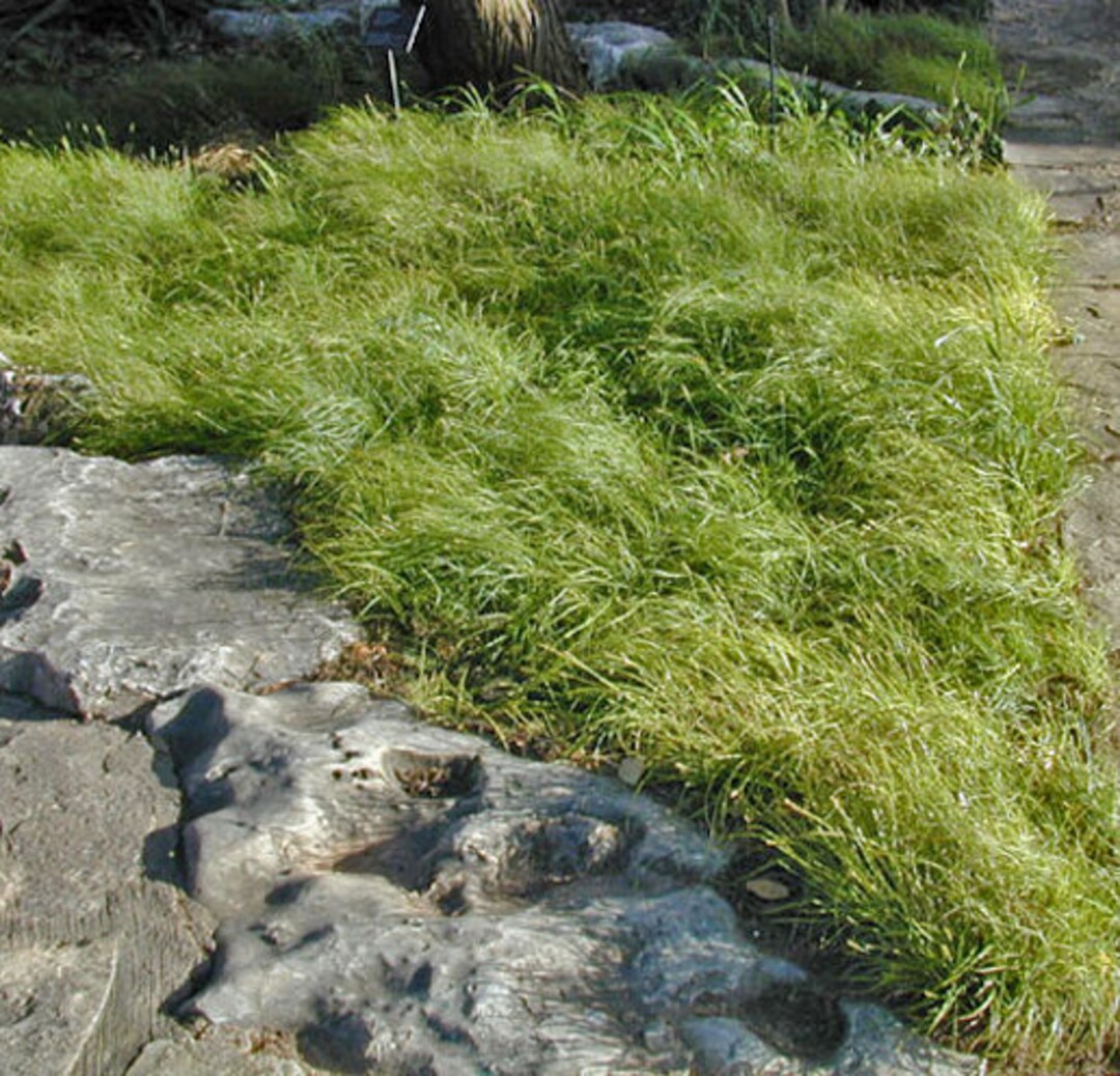 Texas Sedge (carex Texensis) - Etsy