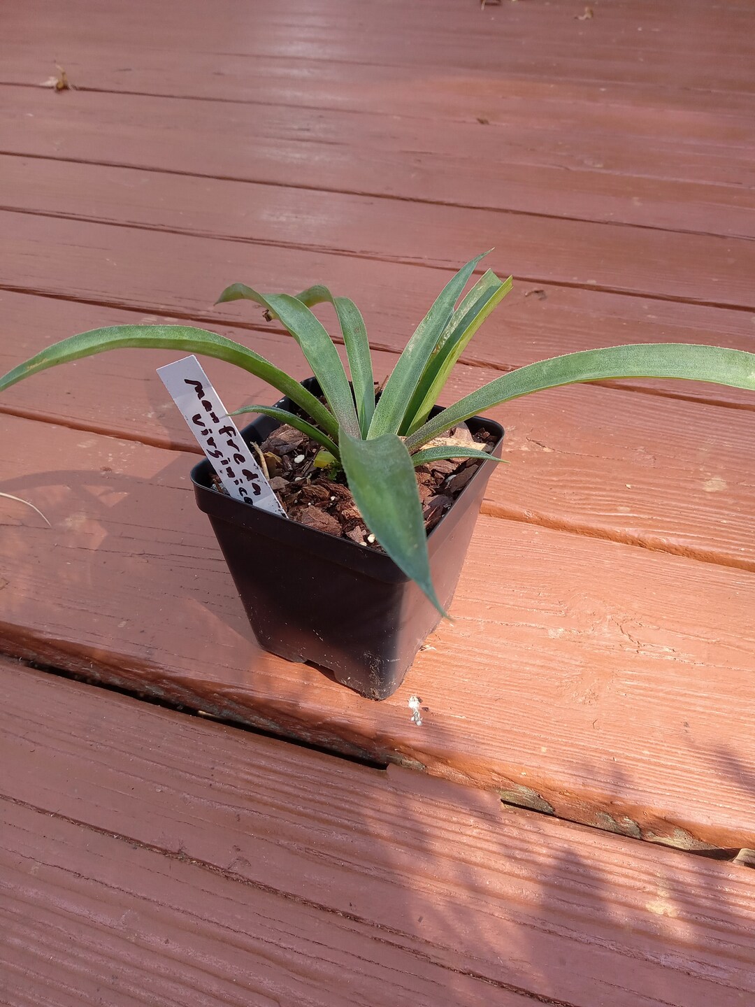 American Agave, False Aloe (agave Virginica) - Etsy