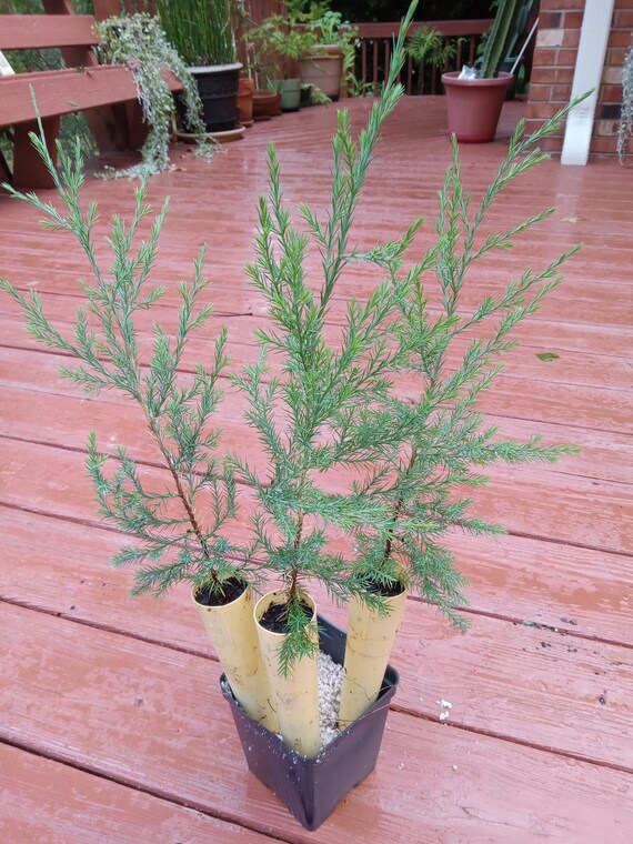 Eastern Red Cedar juniperus Virginiana 3 Pack - Etsy