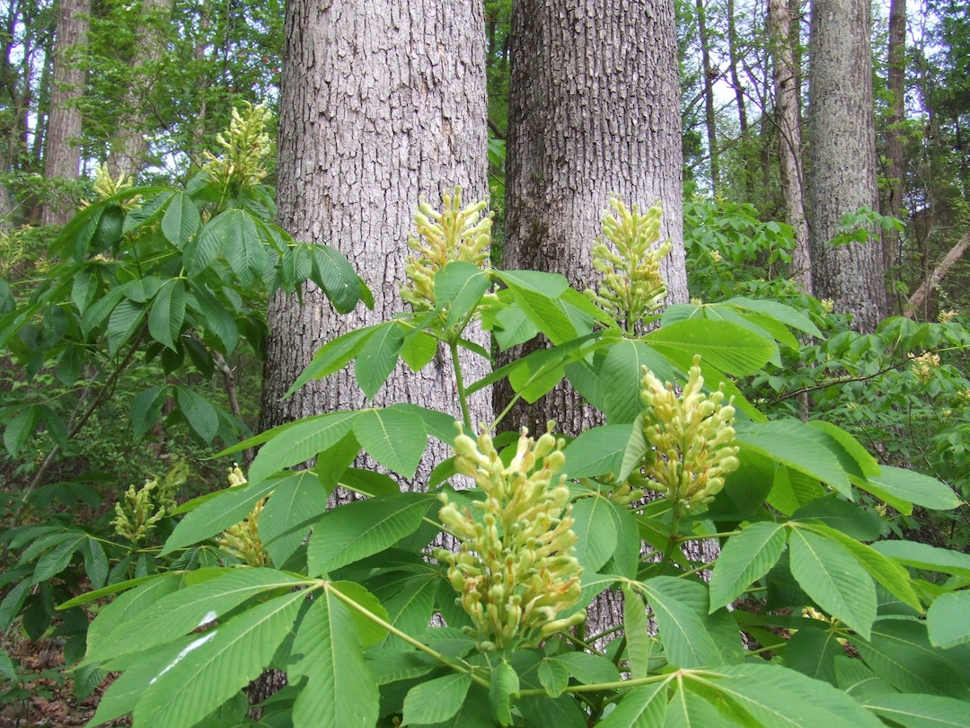 Painted Buckeye (aesculus Sylvatica) - Etsy