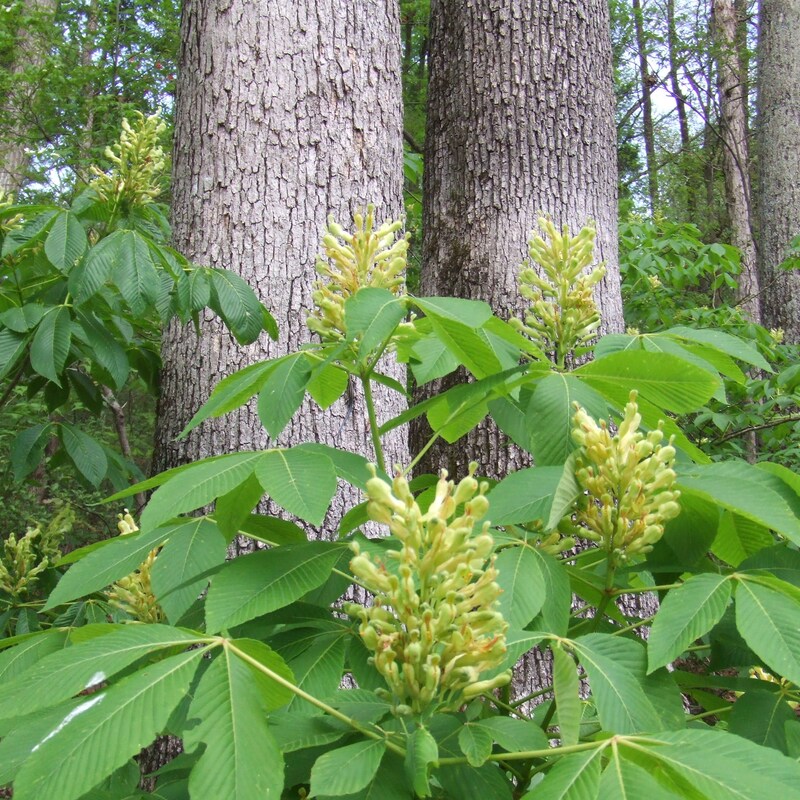 Buckeye Tree - Etsy