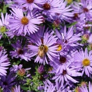 Raydon's Favorite Aromatic Aster (symphyotrichum Oblongifolium "raydon ...