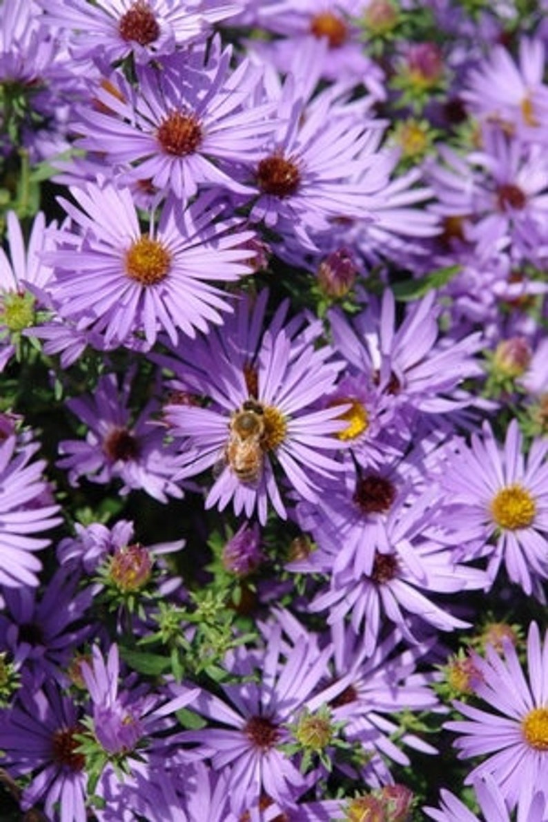 Raydon's Favorite Aromatic Aster (symphyotrichum Oblongifolium "raydon ...