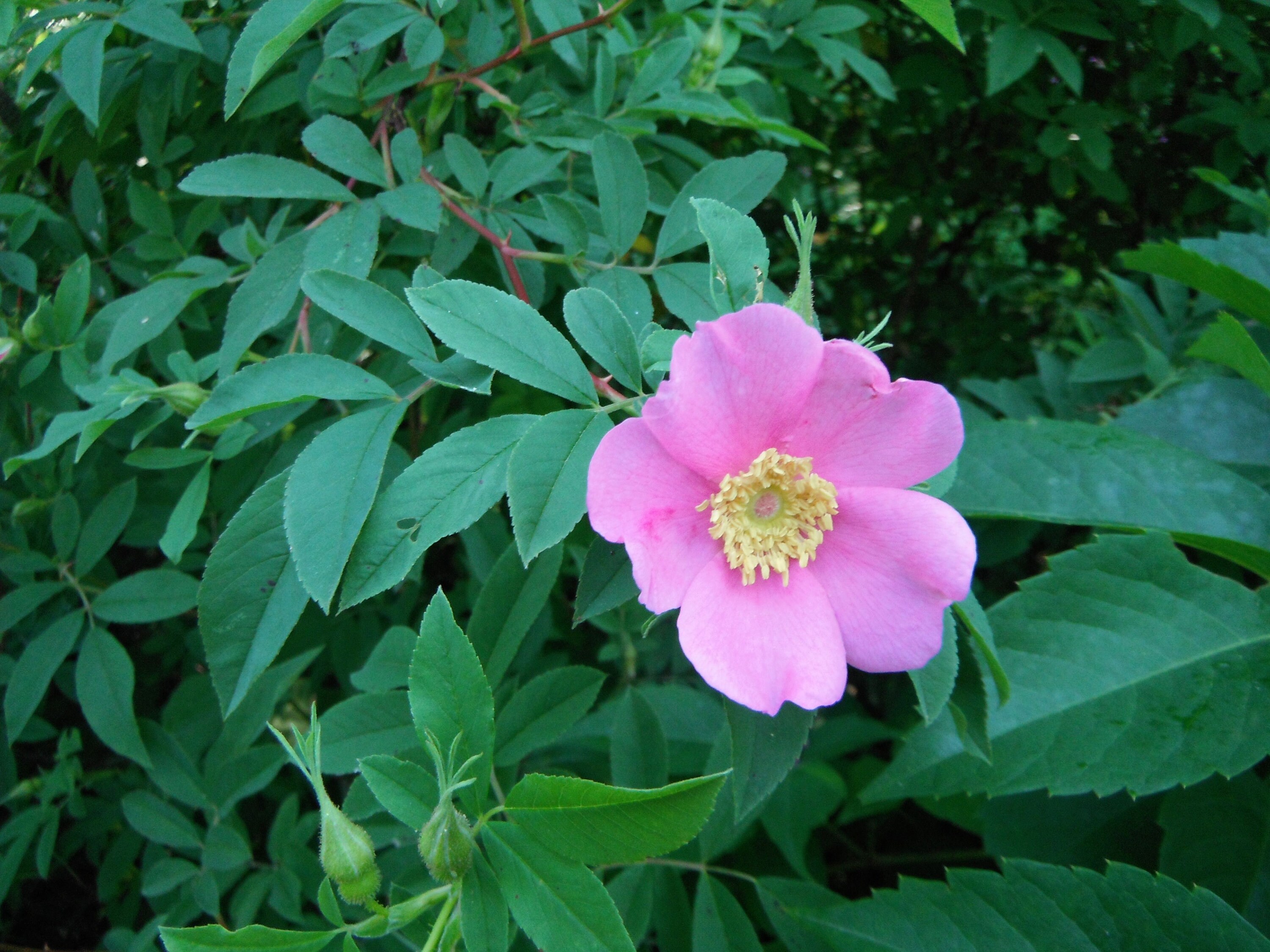 Rosa Palustris