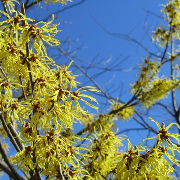 Common Witch Hazel Tree - Etsy