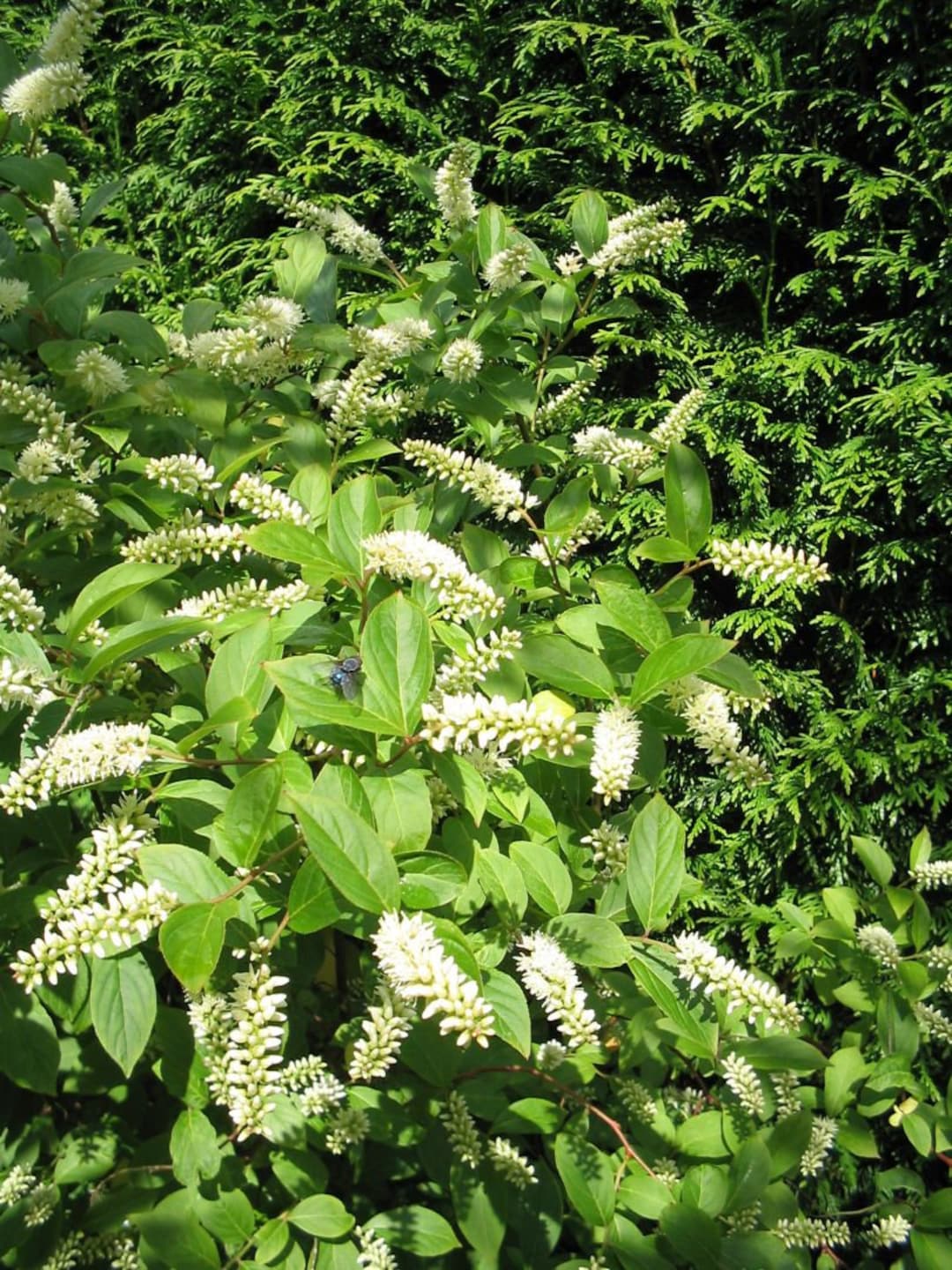 Virginia Sweetspire itea Virginica 3 Pack Tubelings - Etsy