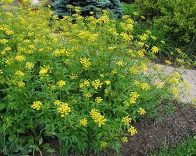 Golden Alexanders (zizia Aurea) - Etsy