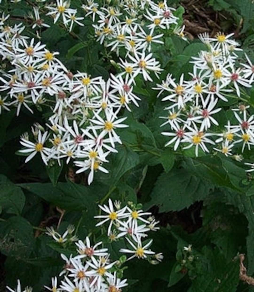 White Wood Aster (eurybia Divaricata) - Etsy