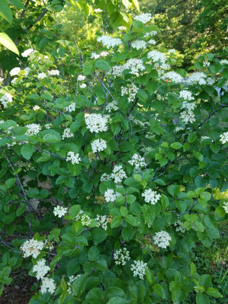 Arrow-wood Viburnum viburnum Dentatum 3-pack of Tubelings - Etsy