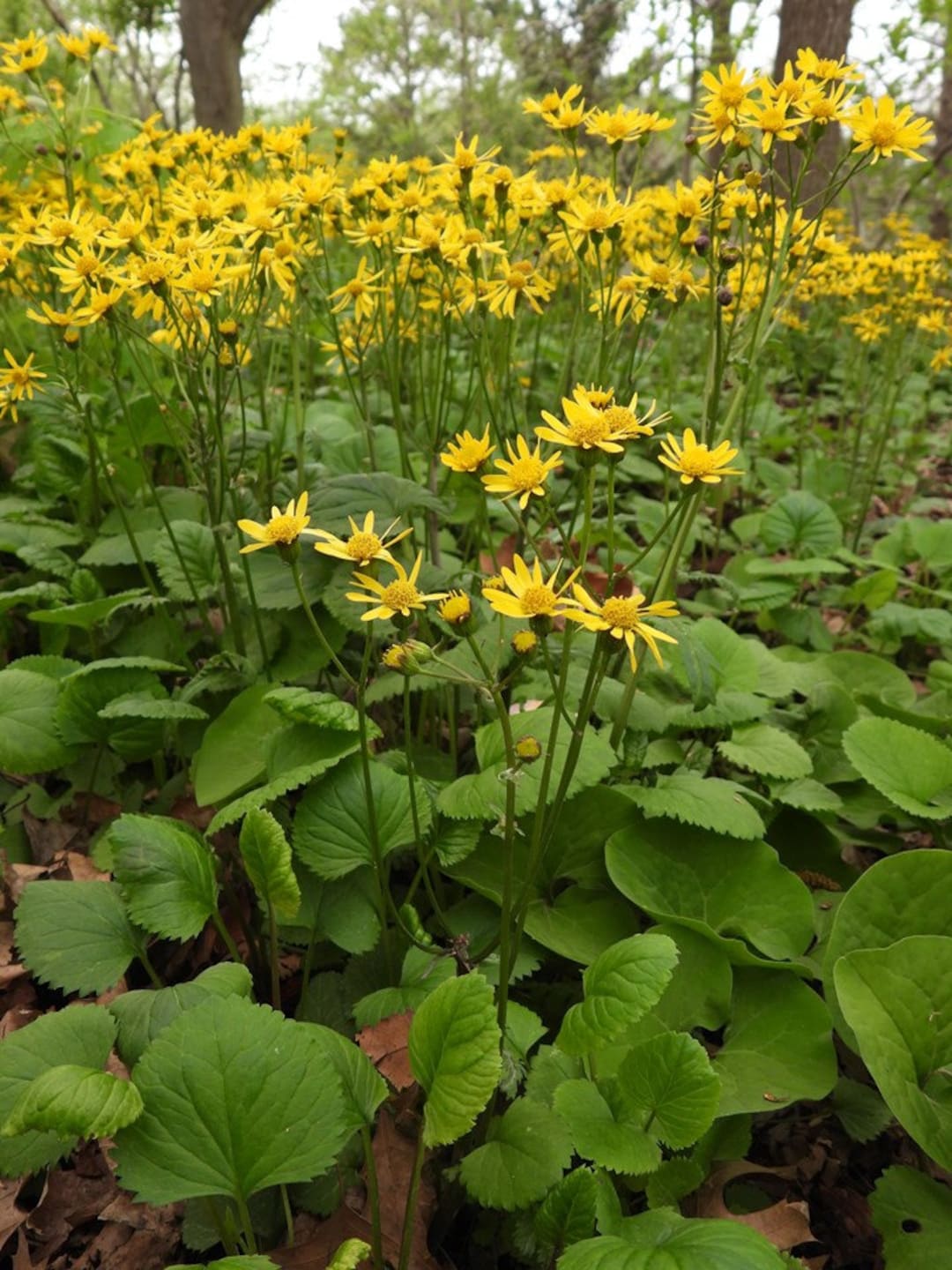 Golden Groundsel (packera Aurea) - Etsy