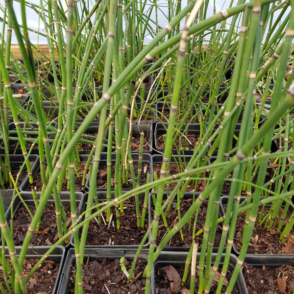 Horsetail Reed - Etsy