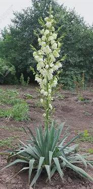 Adam's Needle Yucca (yucca Filamentosa) - Etsy