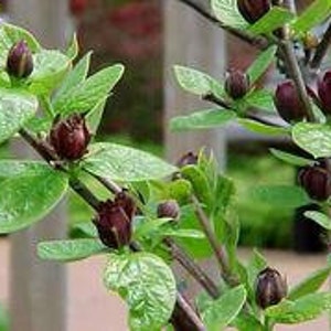 Carolina Allspice, Sweetshrub (calycanthus Floridus) - Etsy