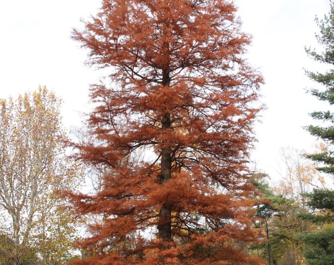 Bald Cypress (taxodium Distichum) - Etsy