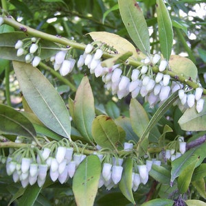 Florida Leucothoe (agarista Populifolia) - Etsy