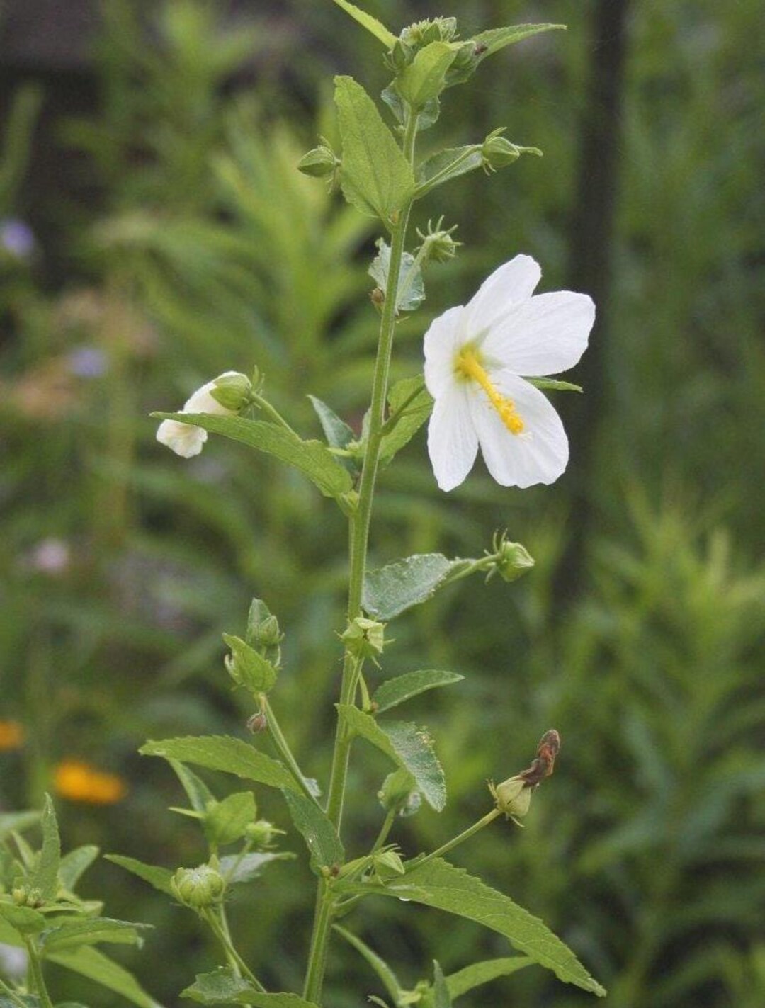 White Flowered Seashore Mallow (kosteletzkya Pentacarpos 'immaculate ...