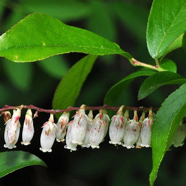 NativeEcoScaping - Etsy