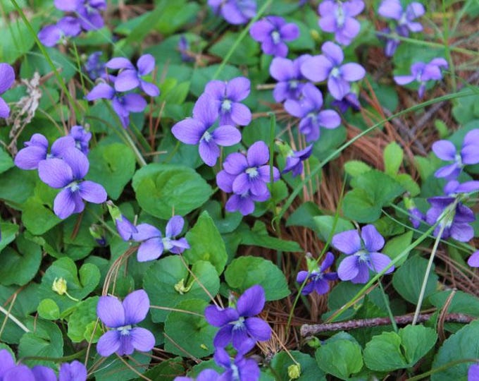 Common Blue Violet ~viola Sororia Seeds~ Wild Form ~ Native Wildflower ...