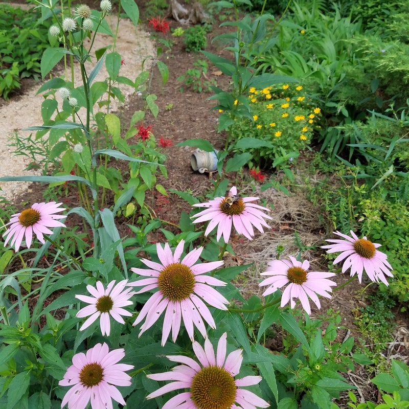 Purple Cone Flower - Etsy