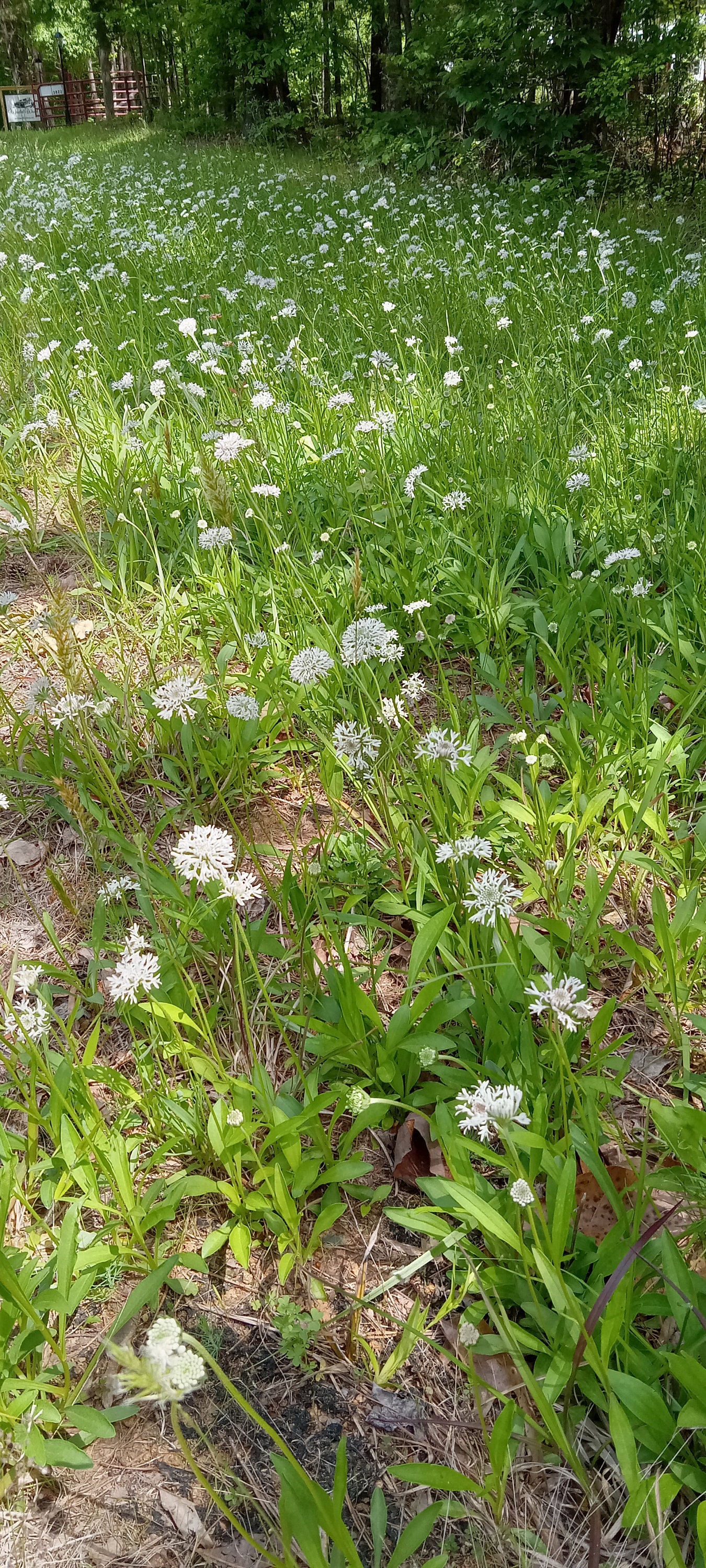 Barbara's Buttons (marshallia Obovata) - Etsy