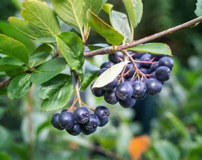 Black Chokeberry (aronia Melanocarpa) - Etsy