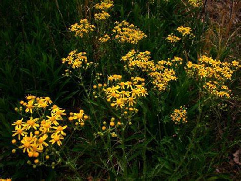 Appalachian Ragwort Small's Ragwort packera Anonyma - Etsy