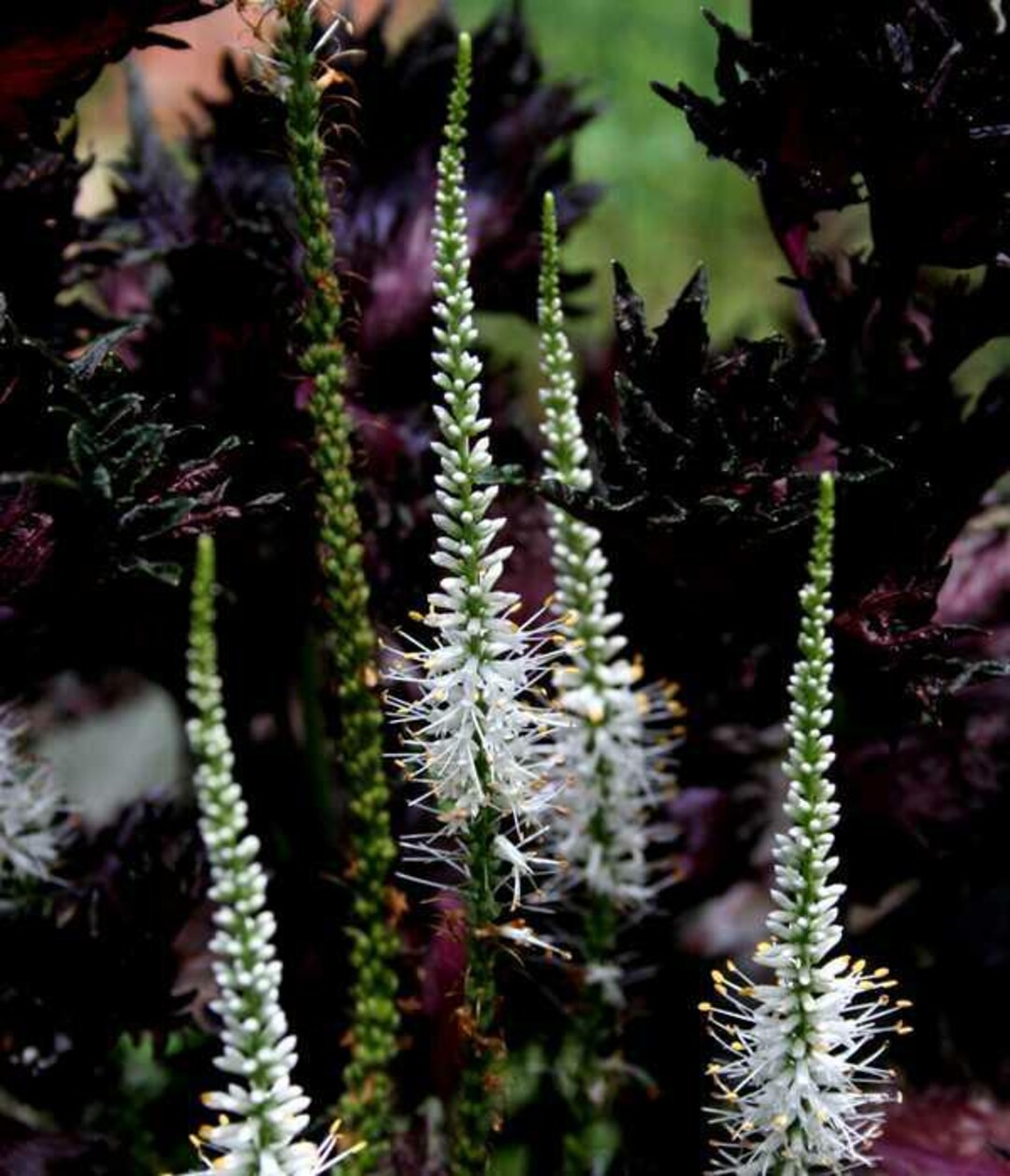 Culver's Root (veronicastrum Virginicum) - Etsy
