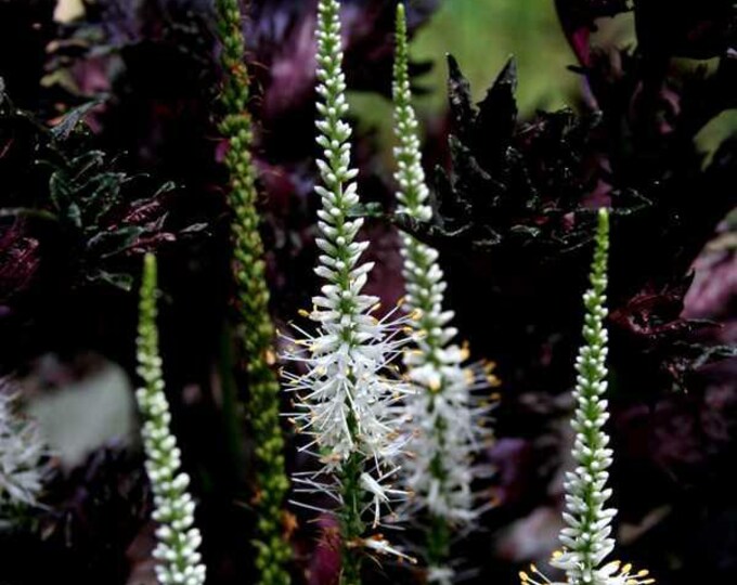 Culver's Root (veronicastrum Virginicum) - Etsy