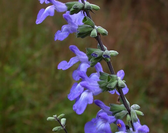 Azure Blue Sage (salvia Azurea) - Etsy
