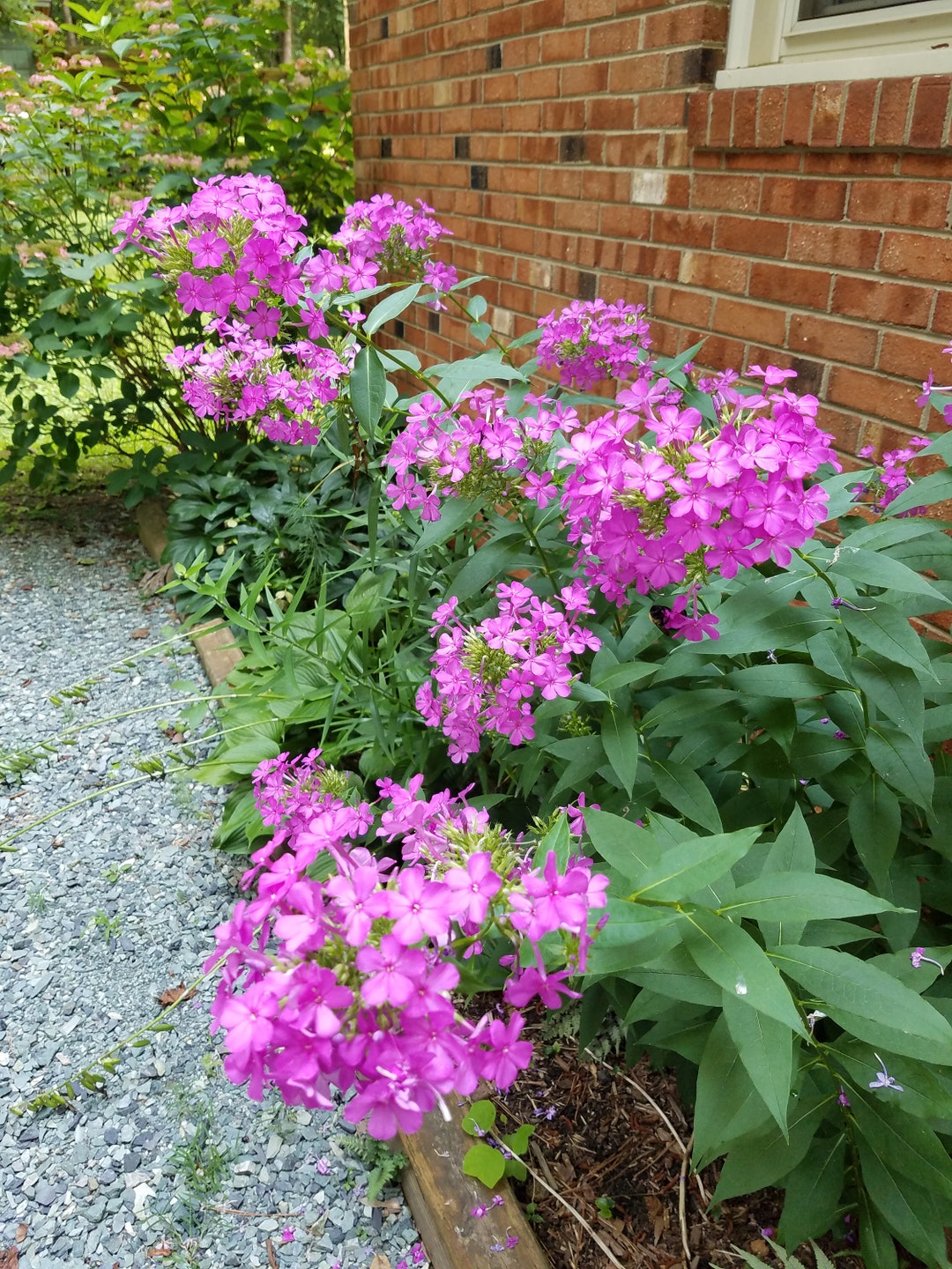 Robert Poore Garden Phlox (phlox Paniculata 'robert Poore') - Etsy