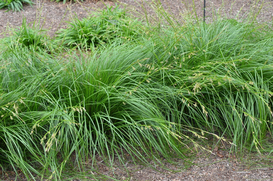 Cherokee Sedge (carex Cherokeensis) - Etsy