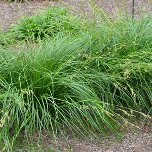 Cherokee Sedge (carex Cherokeensis) - Etsy
