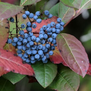 Smooth Witherod, Possumhaw Viburnum (viburnum Nudum) 3-pack "tubelings ...