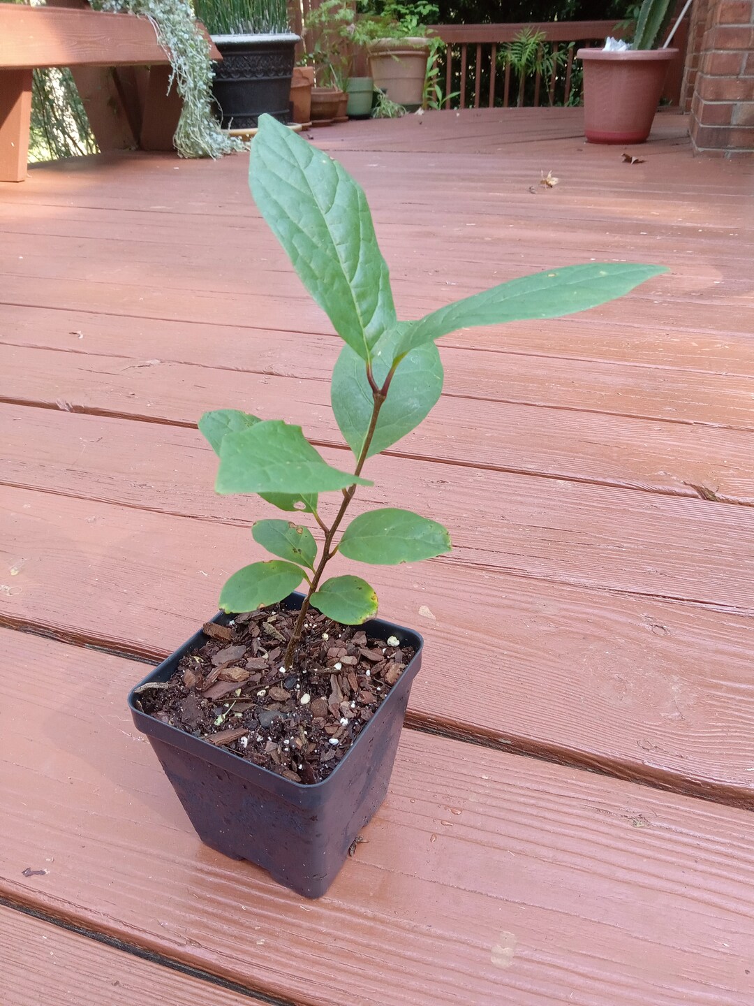 Carolina Allspice, Sweetshrub calycanthus Floridus - Etsy