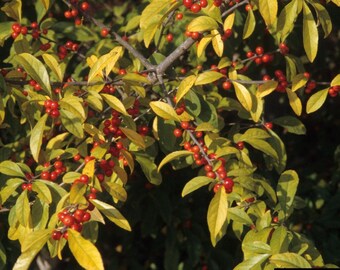 Seeds. Possumhaw Holly ilex Decidua - Etsy