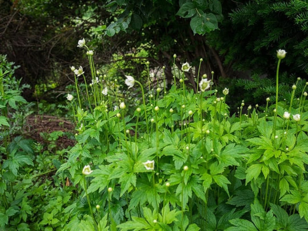 Thimbleweed, Tall Anemone (anemone Virginiana) - Etsy